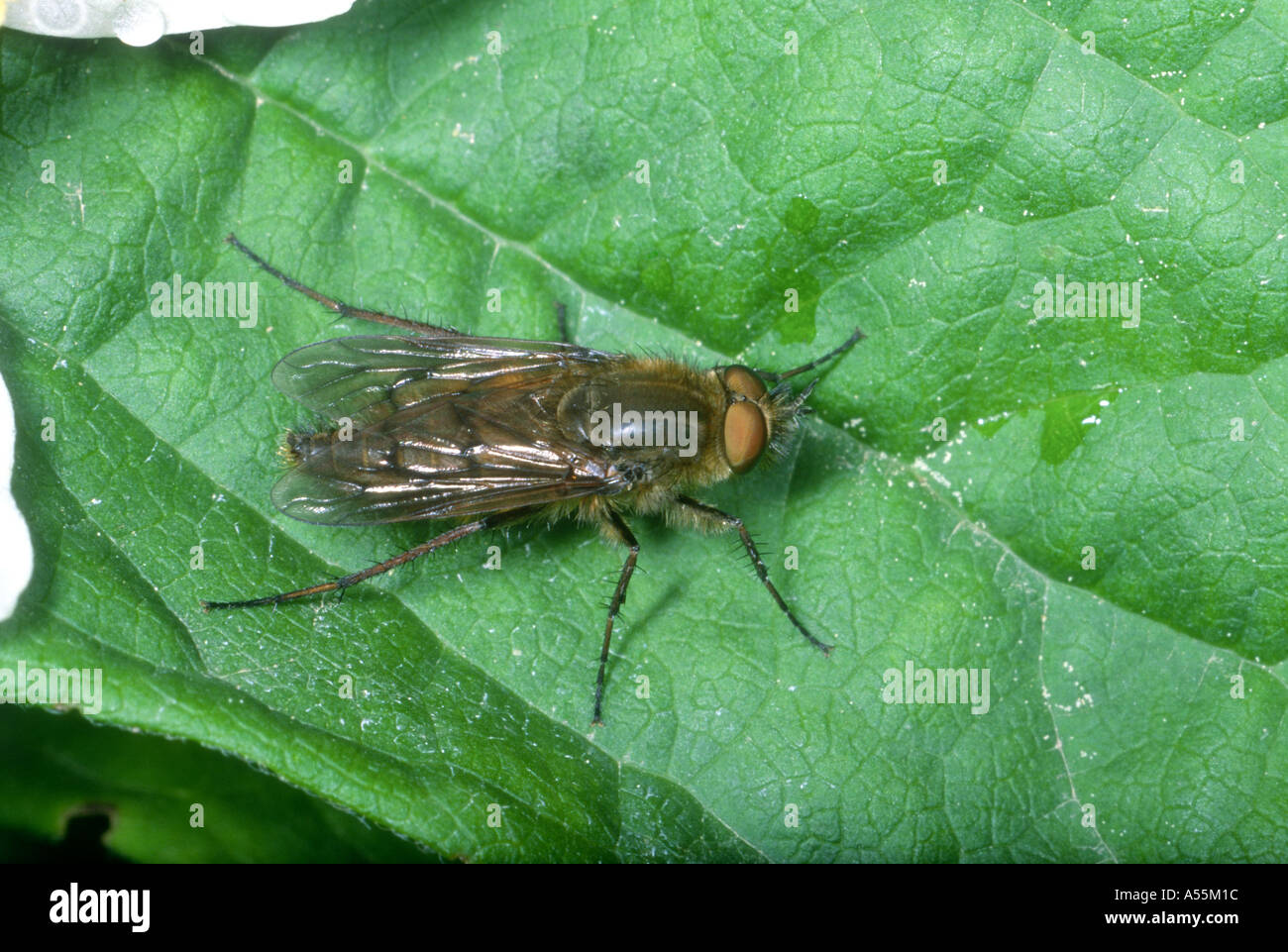 Therevidae insect hi-res stock photography and images - Alamy
