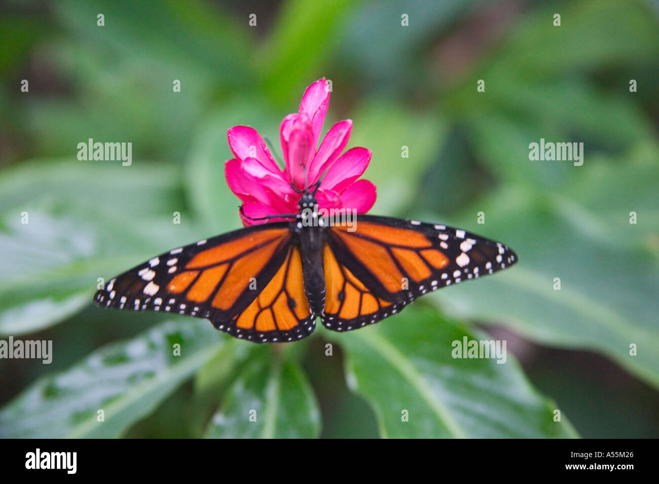 Yellow patch Longwing Heliconius clysonymus butterfly Panama Stock Photo - Alamy