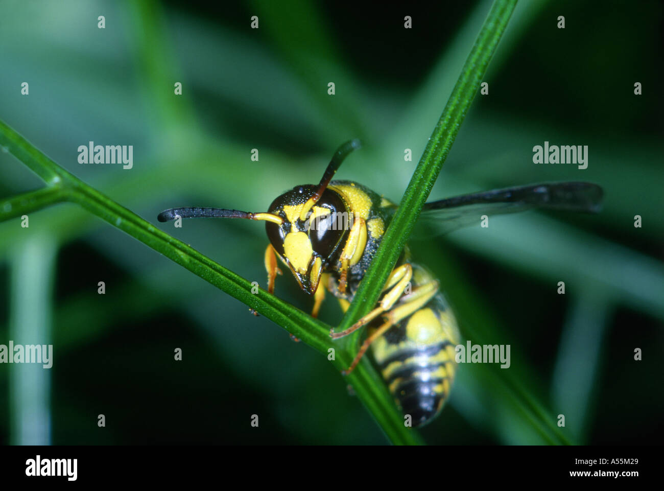 Odynerus hi-res stock photography and images - Alamy