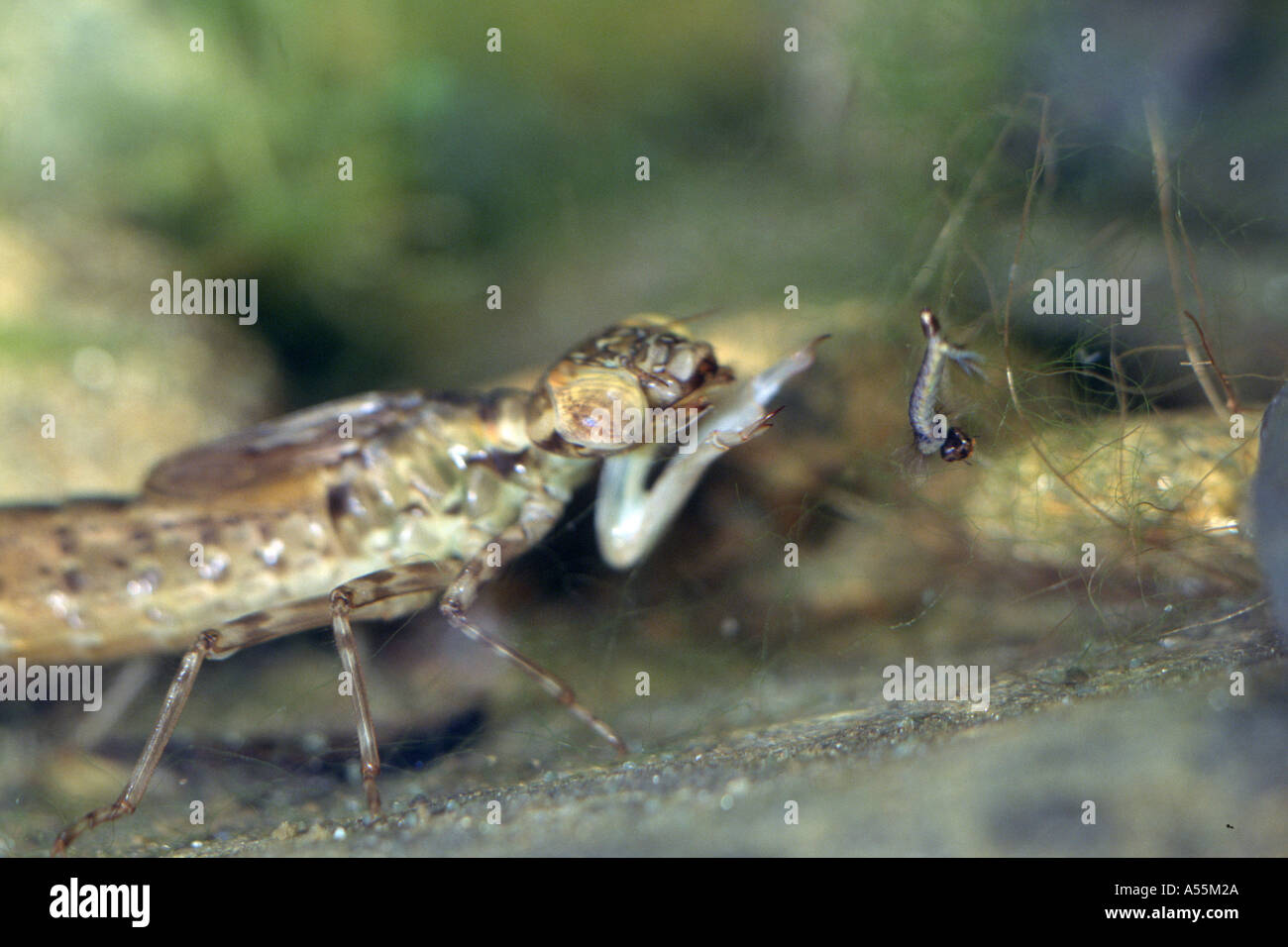 Emperor Dragonfly, Anax imperator. Nymph trying to capture a mosquito ...