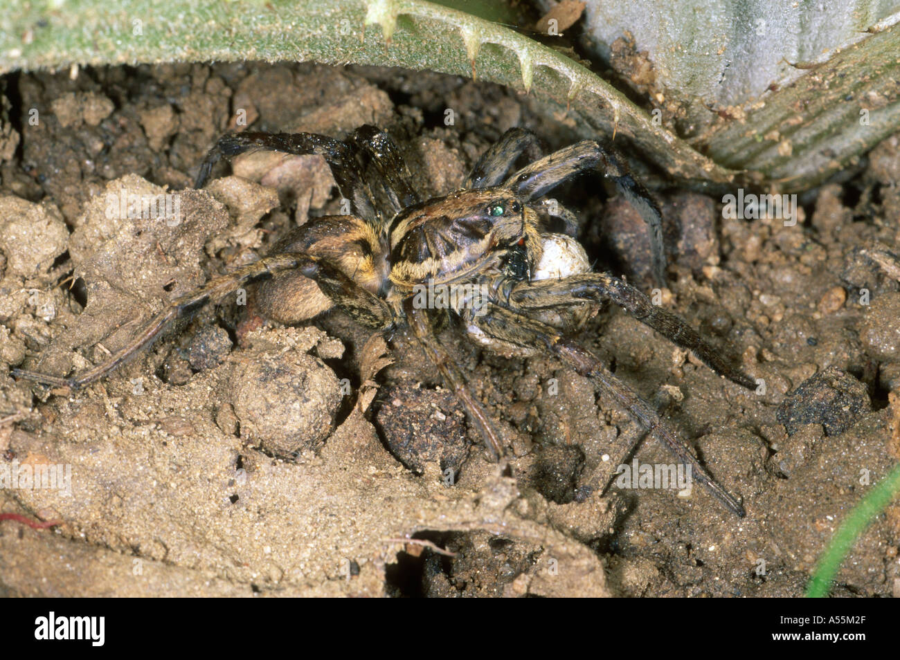 Wolf Spider, Lycosa radiata. Female with egg sac Stock Photo - Alamy