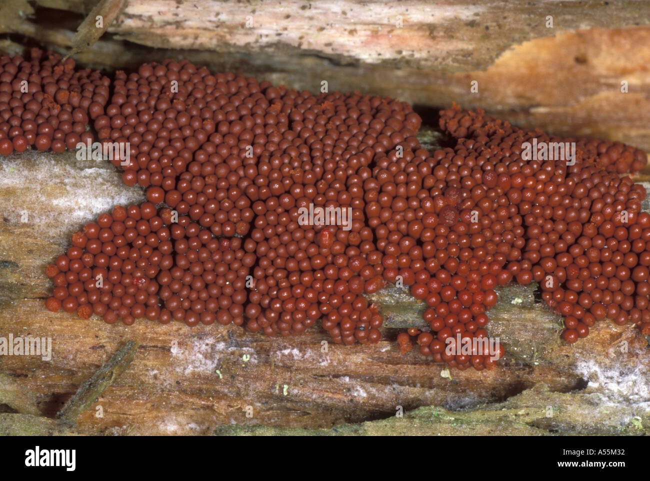 Mold, Class Myxomycetes on Fir Tree decaying timber Stock Photo - Alamy