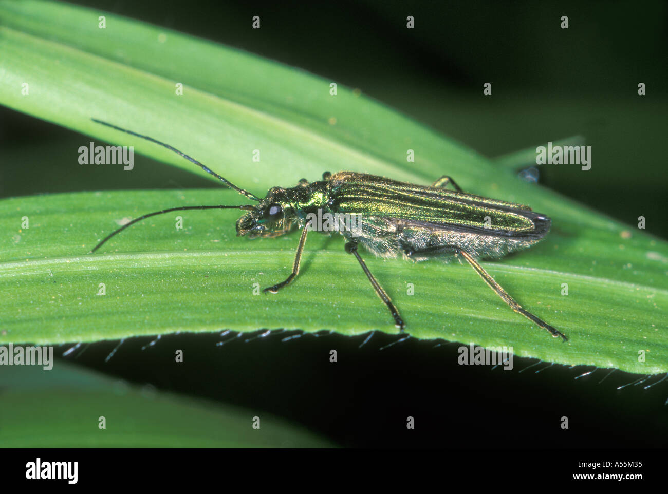 Beetle, Oedemera nobilis. Female on leaf Stock Photo - Alamy