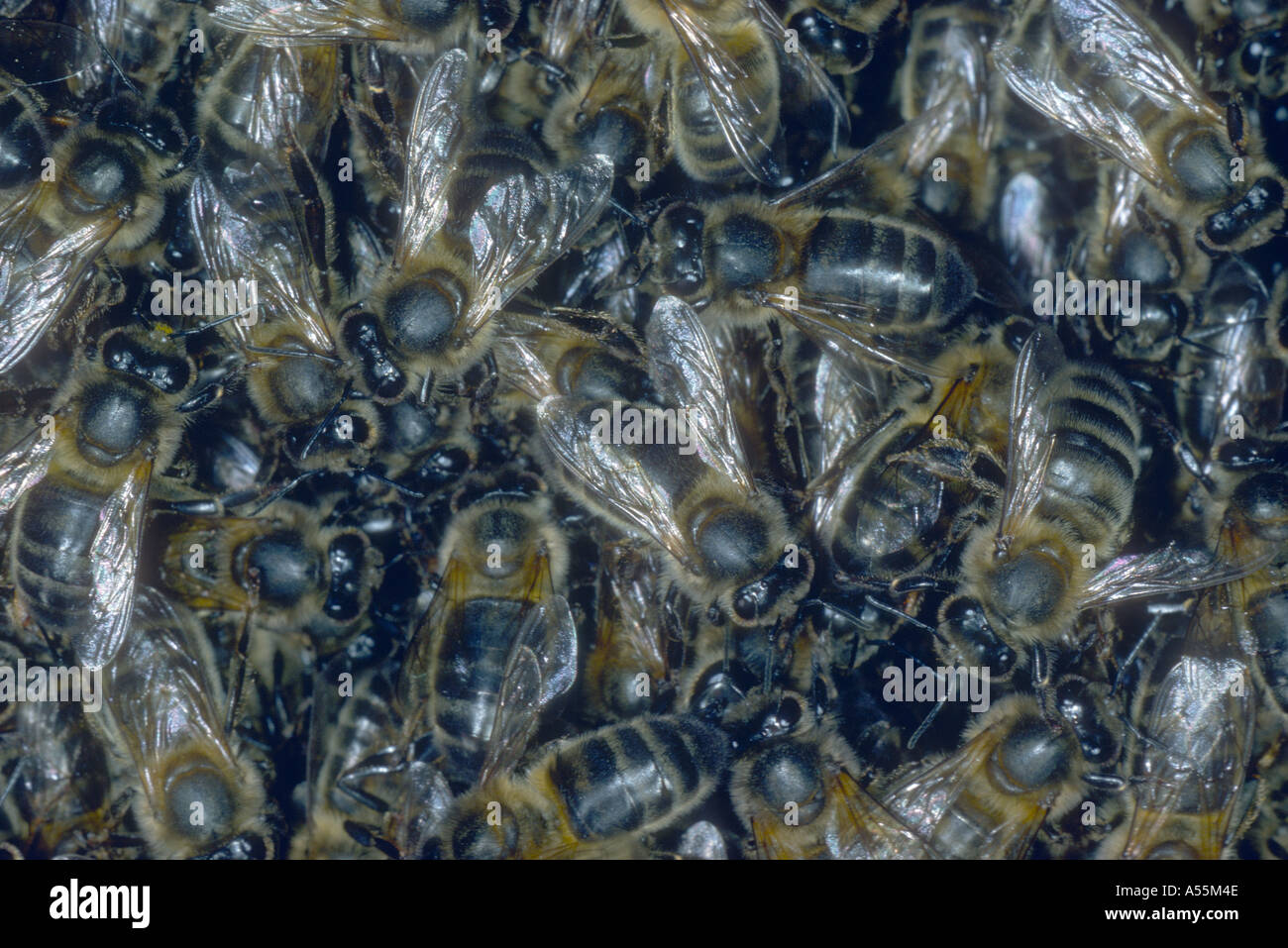 Honey Bees, Apis mellifera. Swarm close-up Stock Photo - Alamy
