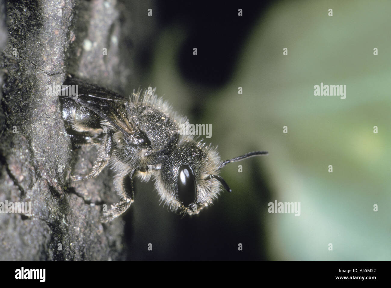 Megachile sp hi-res stock photography and images - Alamy