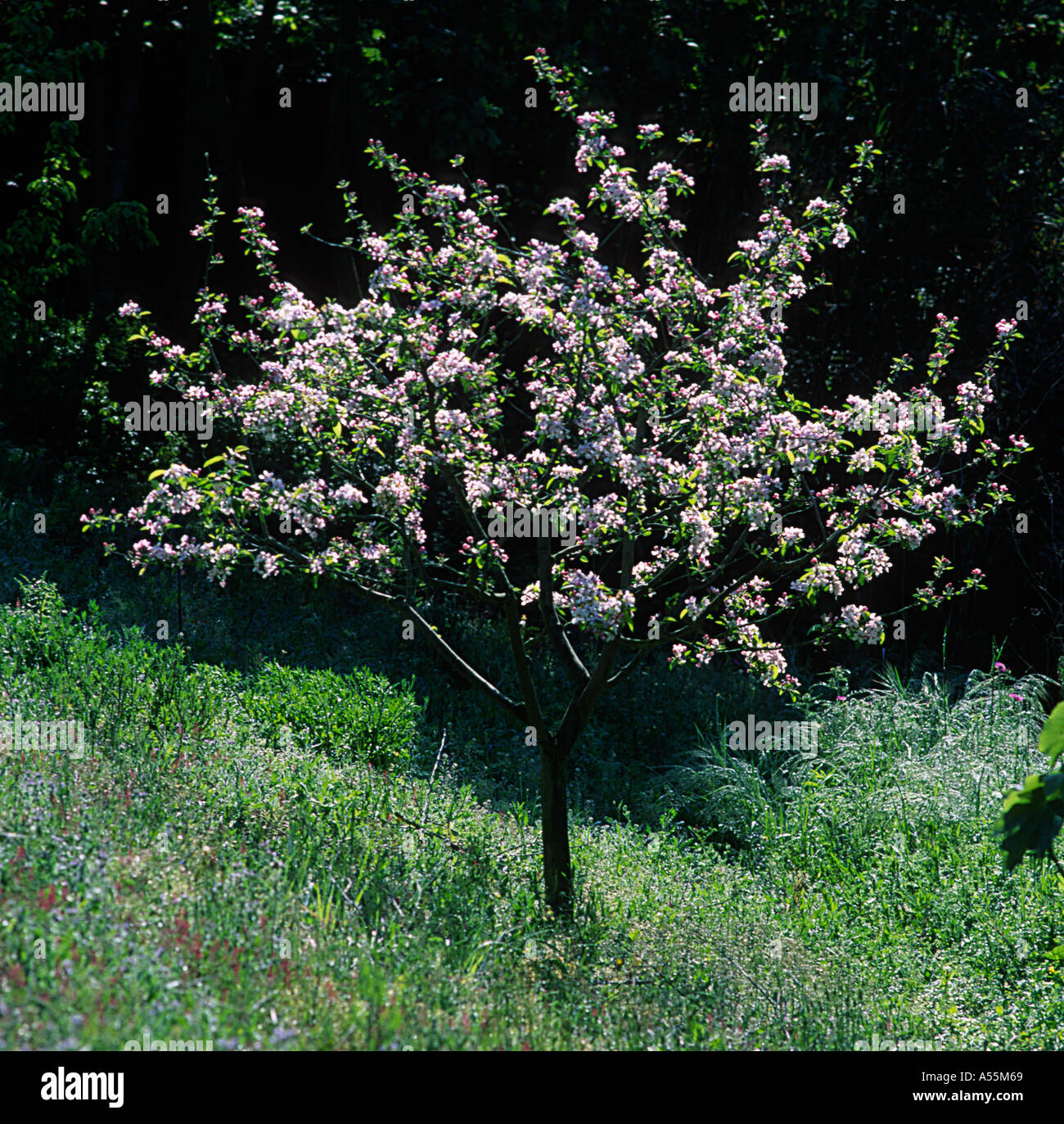 Apple Tree, Malus sylvestris. On blossom Stock Photo - Alamy