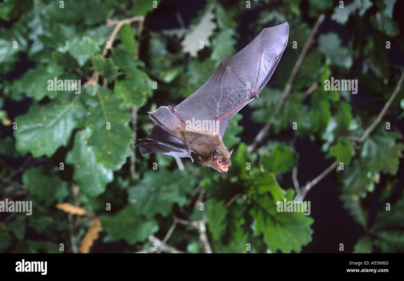Soprano Pipistrelle Bat, Pipistrellus pygmaeus. In flight with open ...