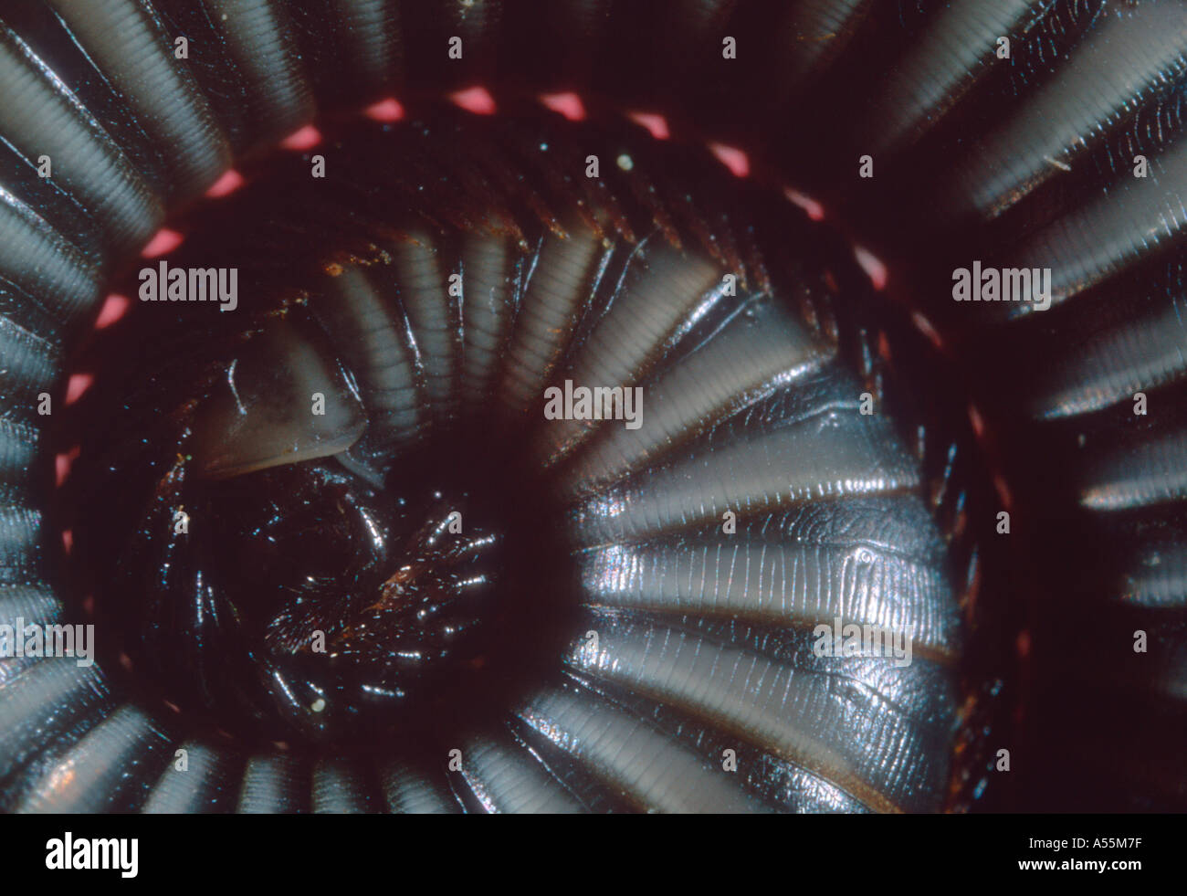 Iulus iulus sp hi-res stock photography and images - Alamy