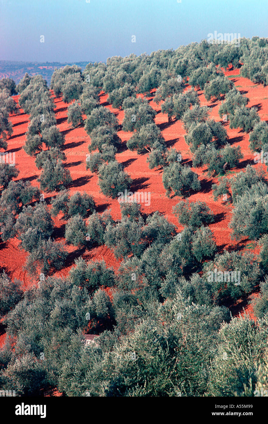 Olive Trees, Olea europaea. Jaen Province. Andalusia. Spain Stock Photo ...