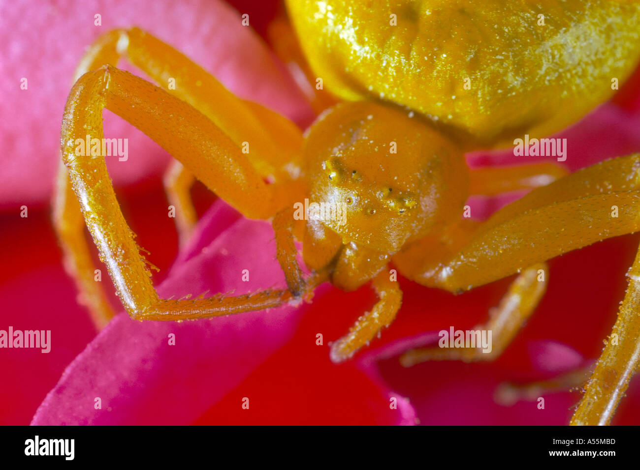Crab Spider, Thomisus onustus. Lurking Stock Photo - Alamy