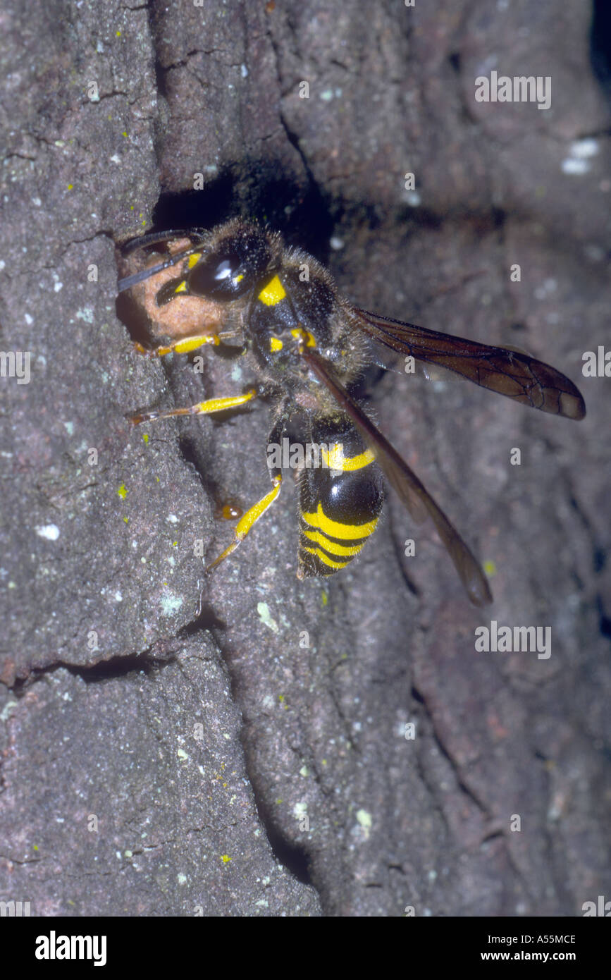 Mason Wasp, Odynerus alpinus. Entering at nest carrying mud Stock Photo ...