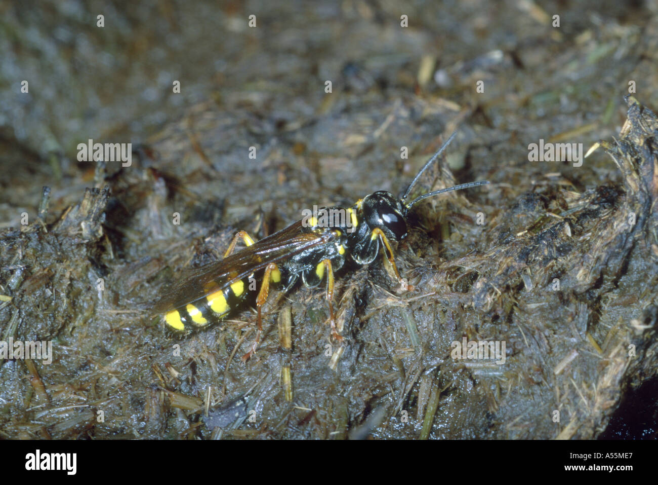 Sphecidae family hi-res stock photography and images - Alamy