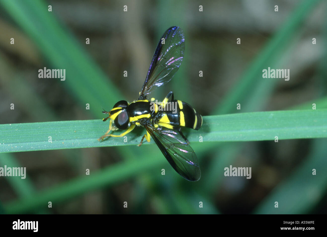 Family syrphidae on leaf hi-res stock photography and images - Alamy