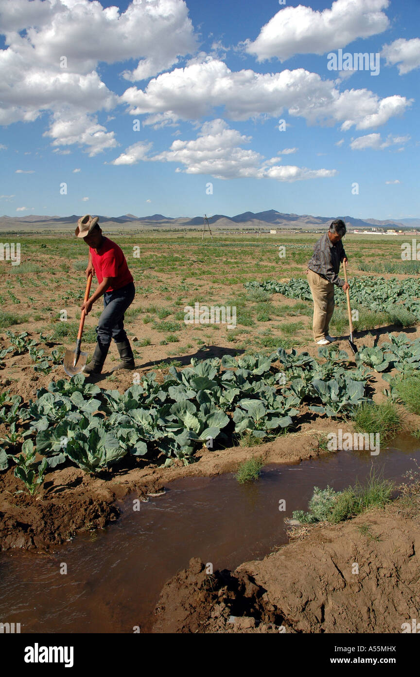 Painet is1511 mongolia growing vegetables irrigation farm ulaan baatar ...