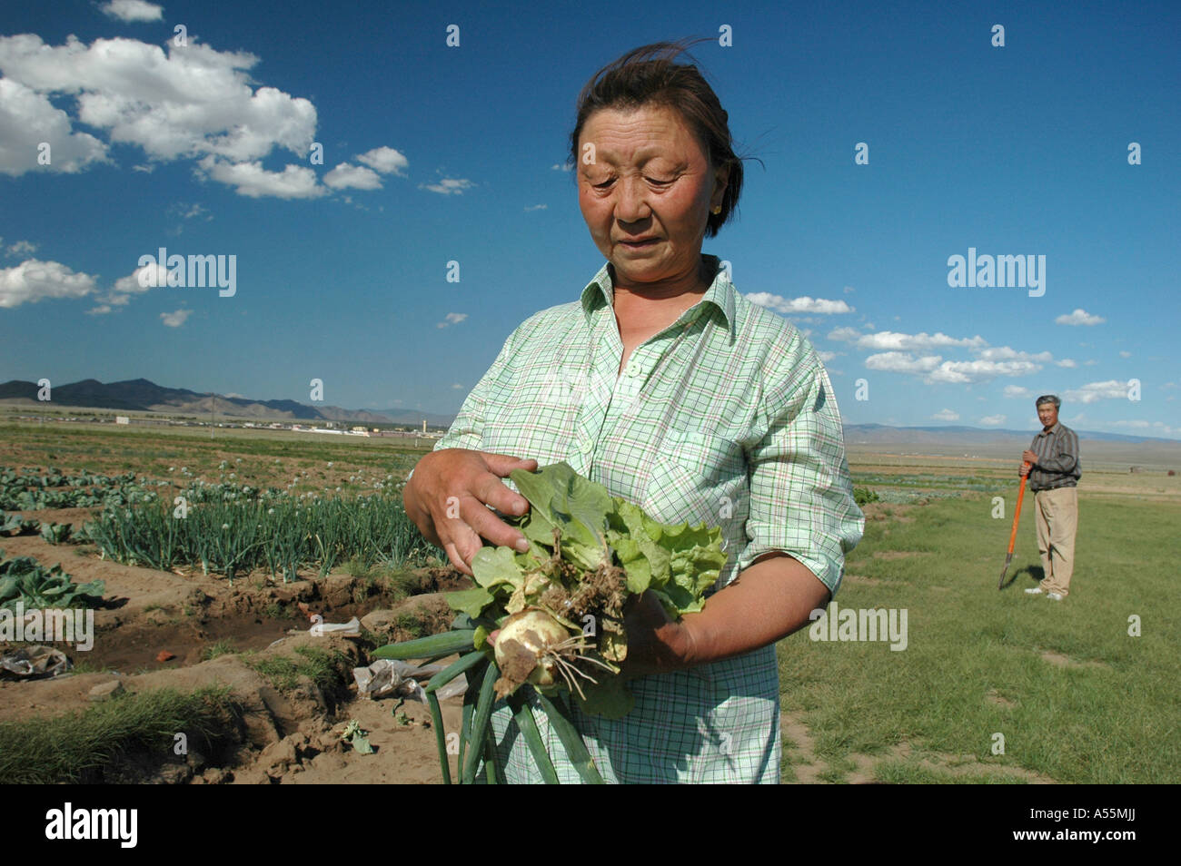 Painet is1512 mongolia growing vegetables irrigation farm ulaan baatar ...