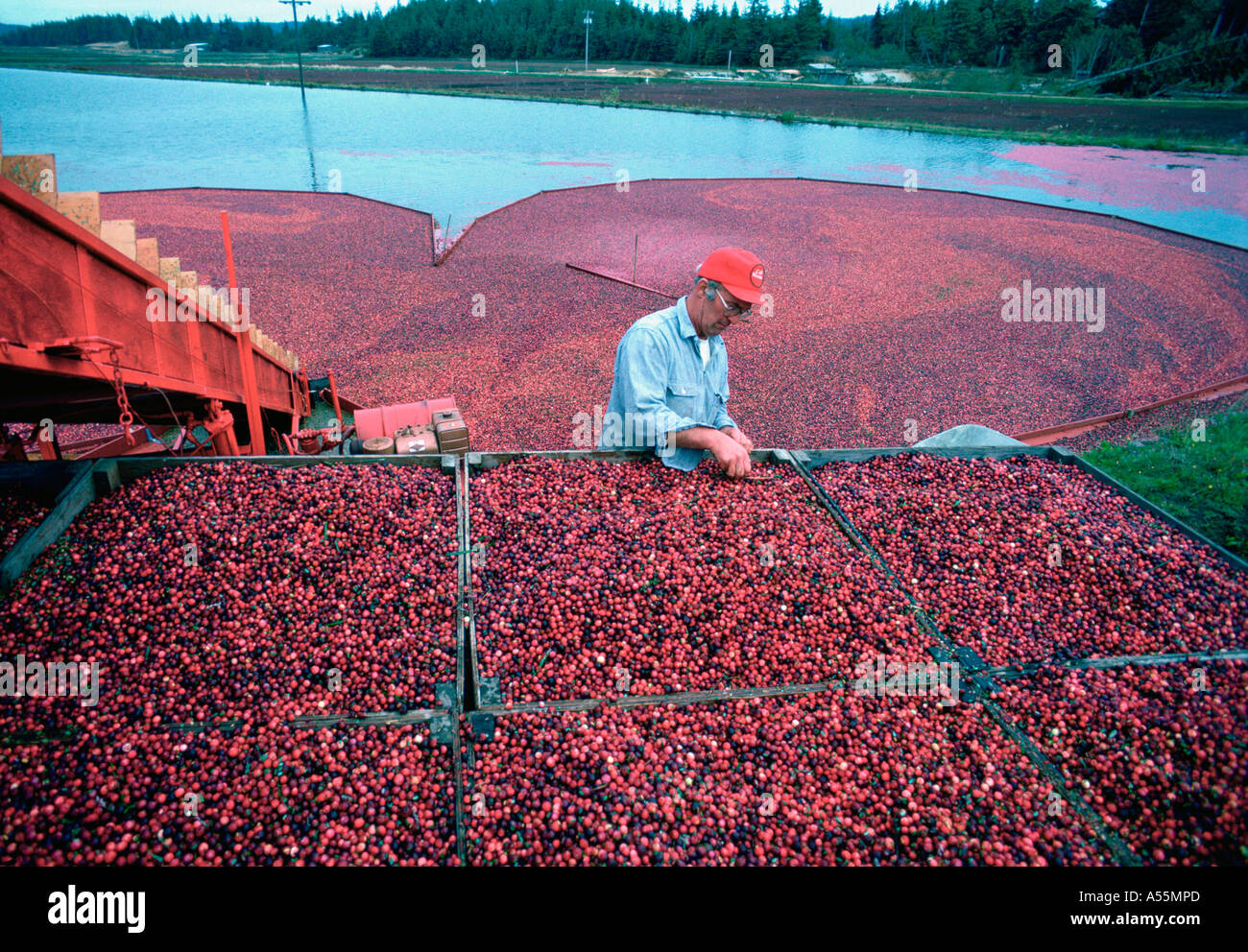 Cranberry farm oregon hi-res stock photography and images - Alamy