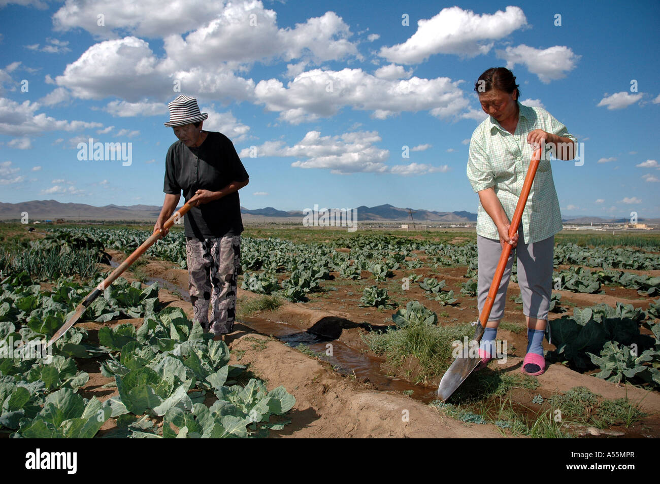 Painet is1525 mongolia growing vegetables irrigation farm ulaan baatar ...