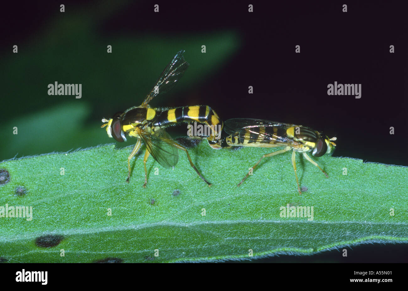 Flies family hi-res stock photography and images - Alamy