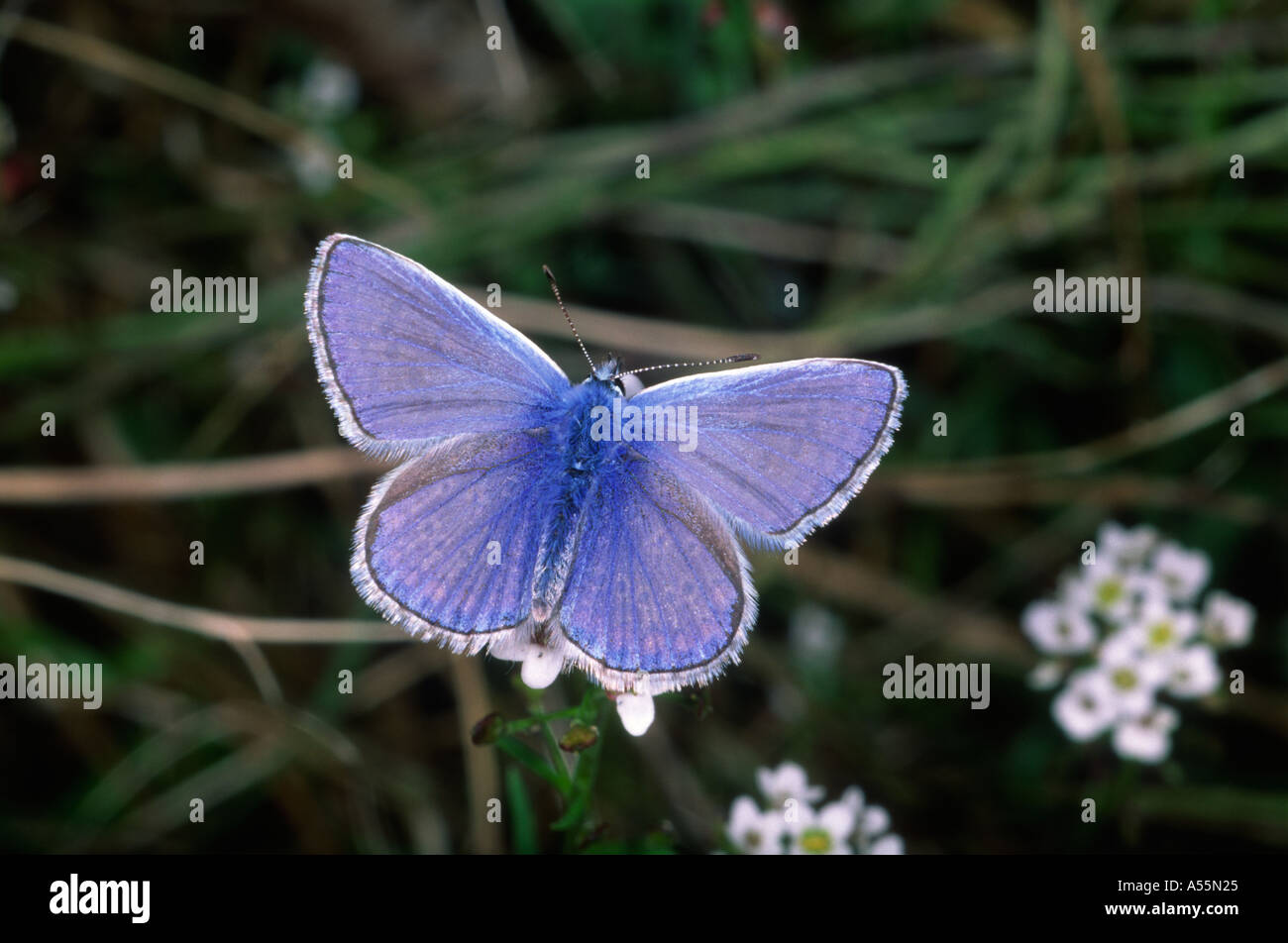 Common Blue Butterfly, Polyommatus icarus. With extended wings Stock ...
