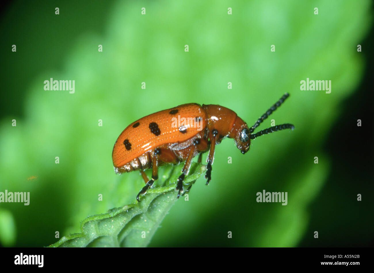 Leaf Beetle, Family Chrysomelidae Stock Photo - Alamy