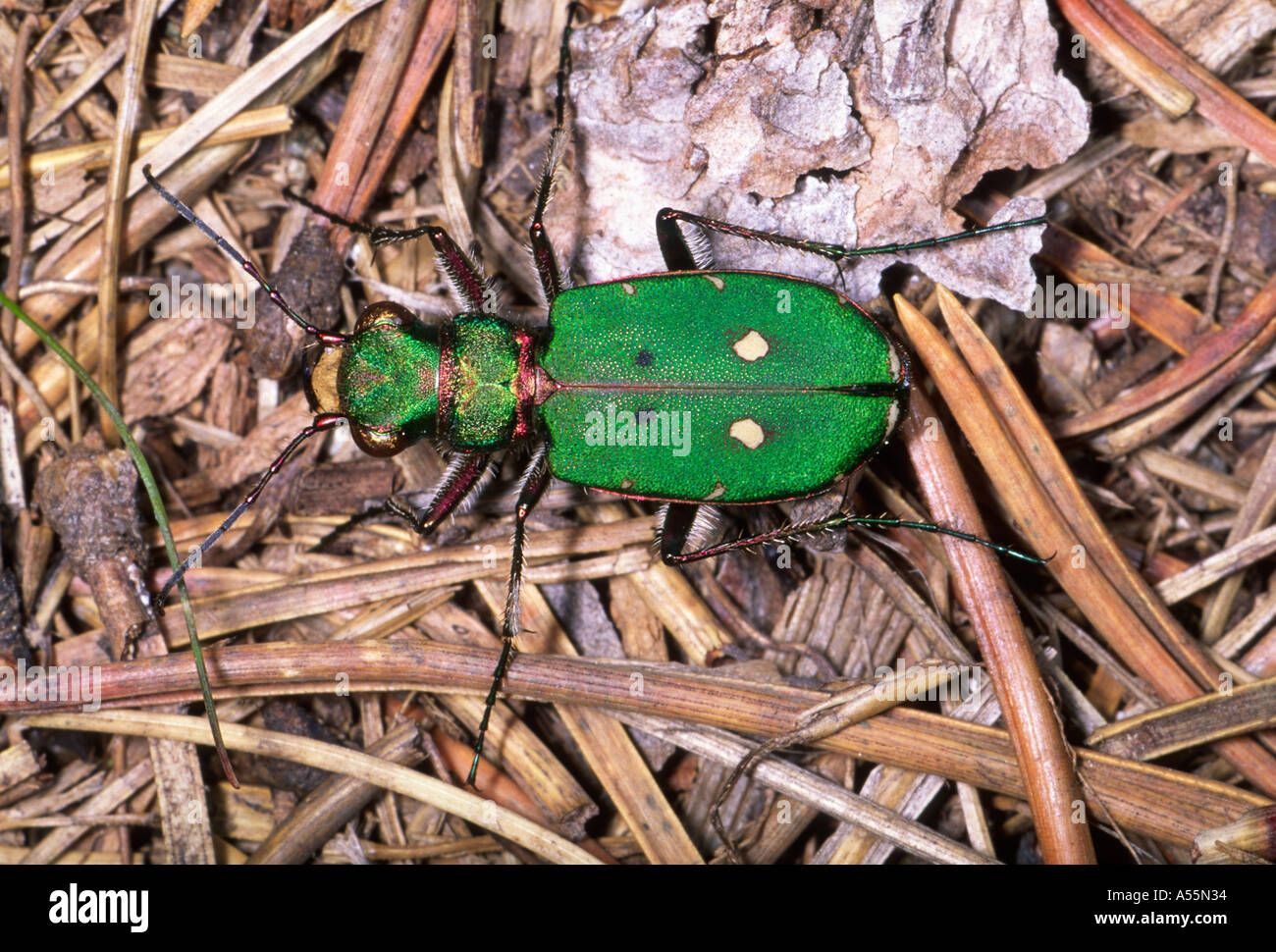 Metallic tiger beetle hi-res stock photography and images - Alamy