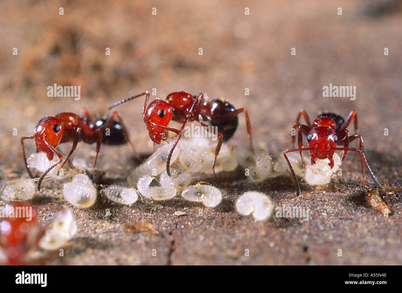 Ant pupae hi-res stock photography and images - Alamy