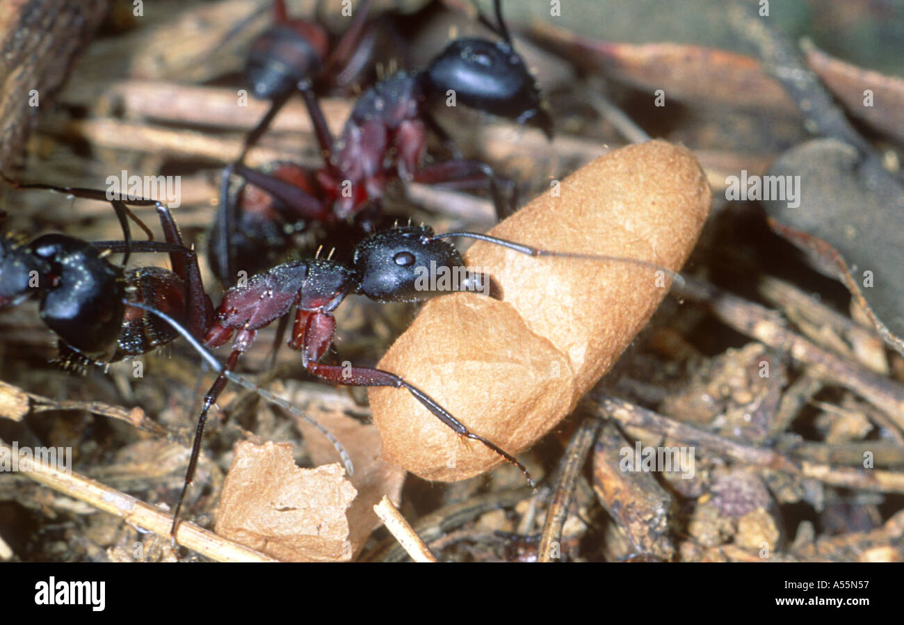 Ant, Camponotus cruentatus Carrying pupa Stock Photo - Alamy