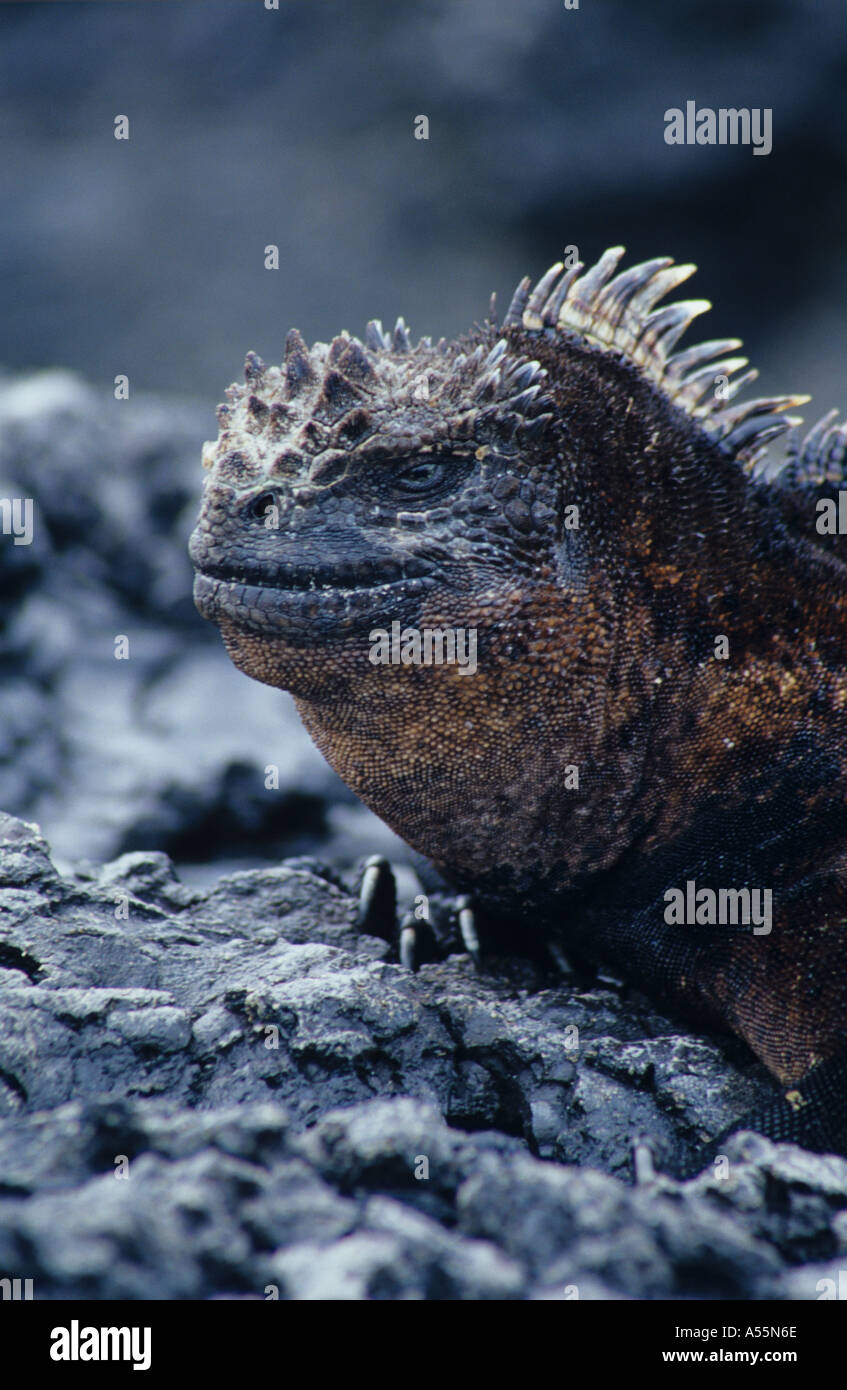 The marine iguana is the only lizard in the world with the ability to ...
