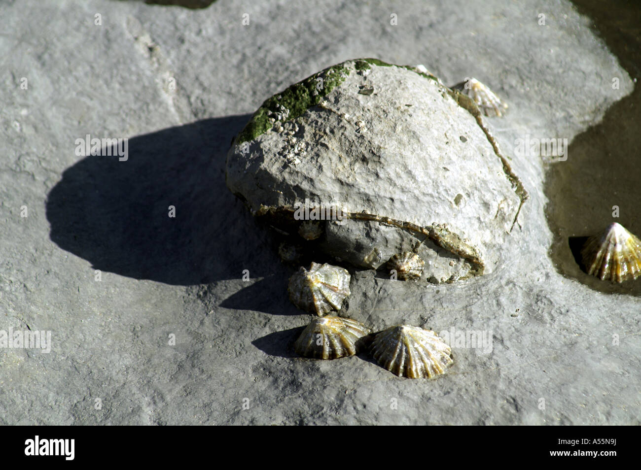 fossils on beach nash point glamorgan heritage coast vale of glamorgan ...
