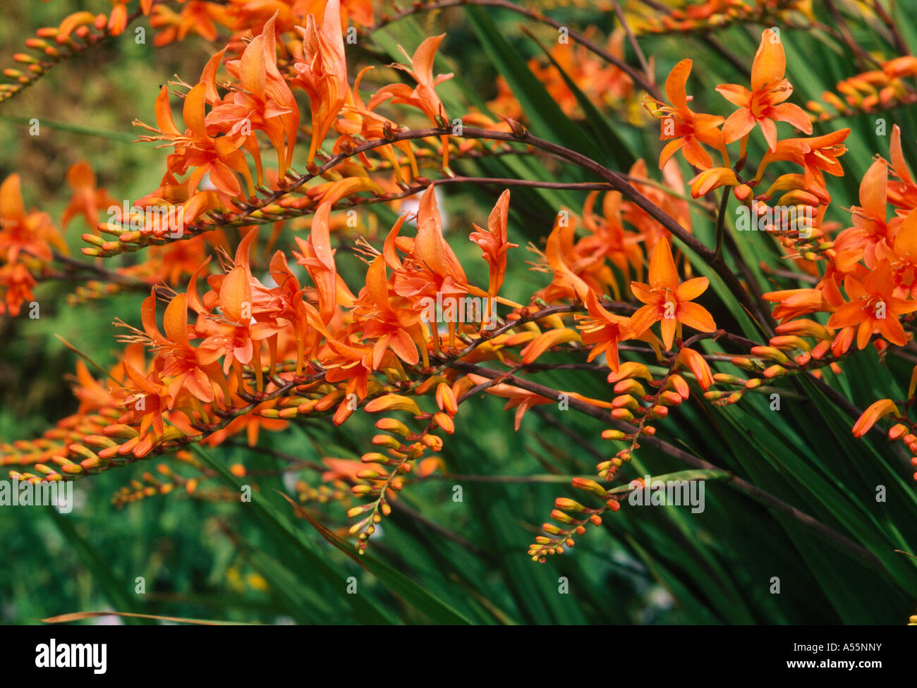 Close up of flaming orange montbretia Stock Photo - Alamy