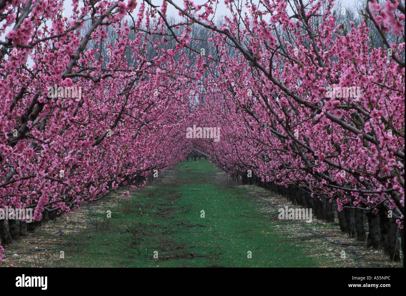 Peach plantation Provence France Stock Photo - Alamy