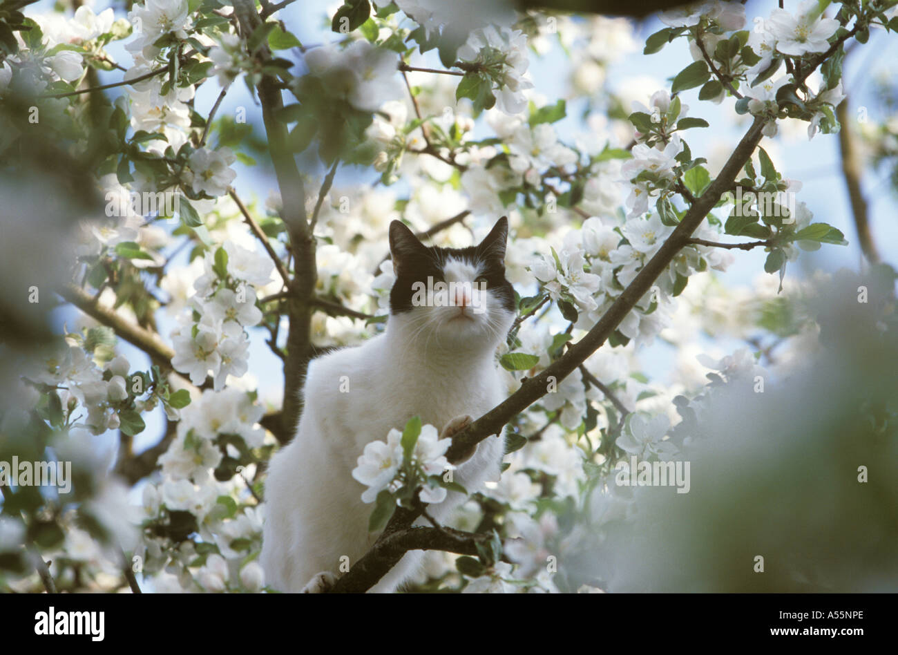 Cat in apple tree hi-res stock photography and images - Alamy