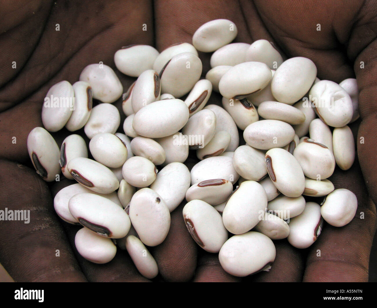 Benefits Of Jack Beans at Harry Boykin blog