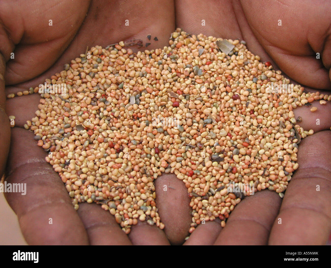 Painet is1615 zambia sun hemp red soil fertilizer for making green ...