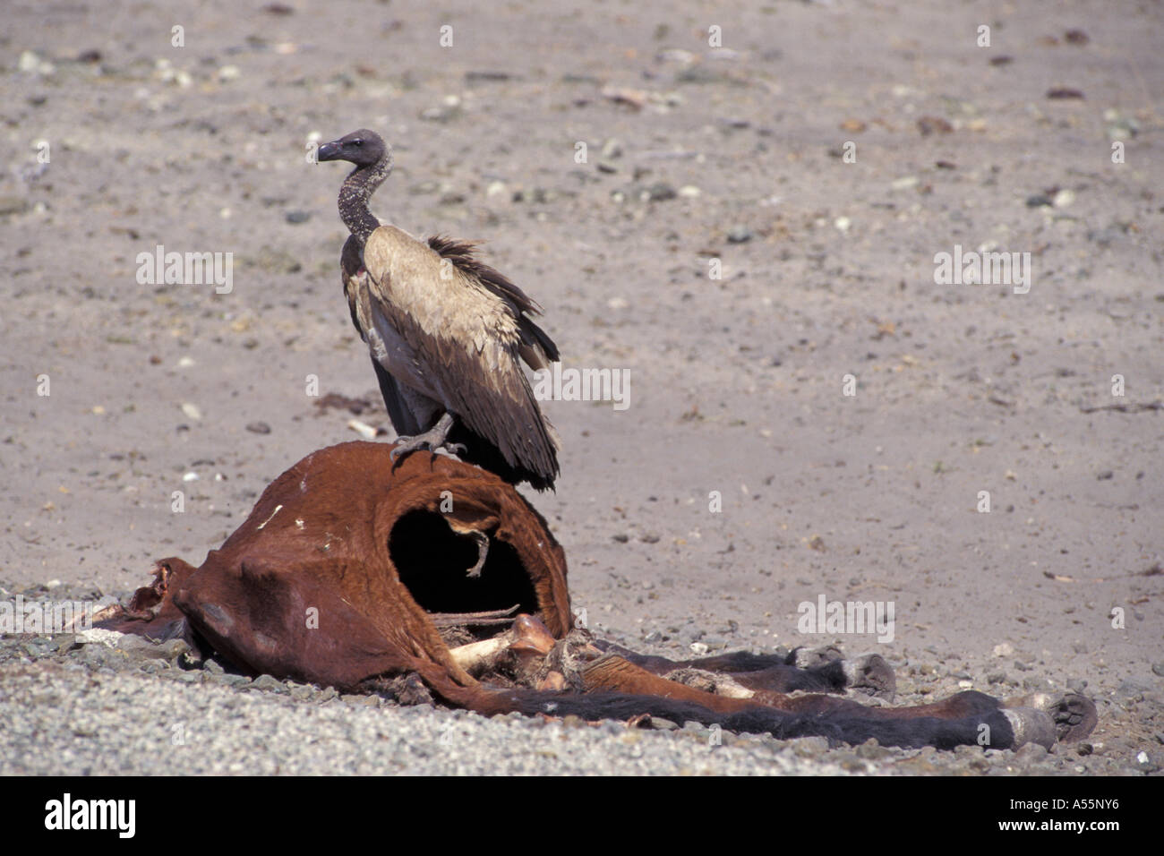 Vulture is sitting on dead cattle Botswana Stock Photo - Alamy