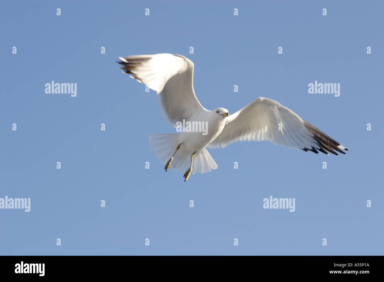 Spirit gulls hi-res stock photography and images - Alamy