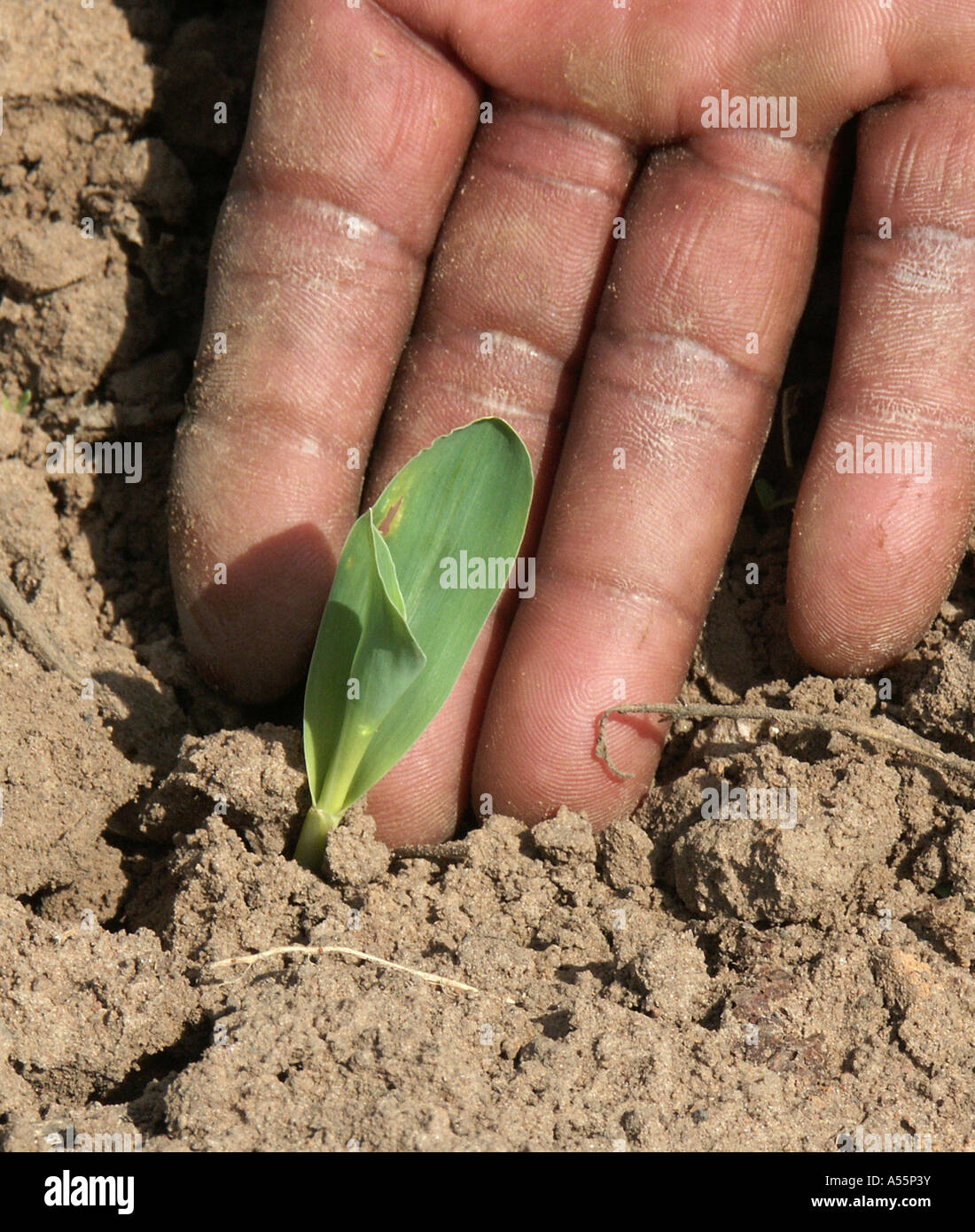 Maize seedling hi-res stock photography and images - Alamy