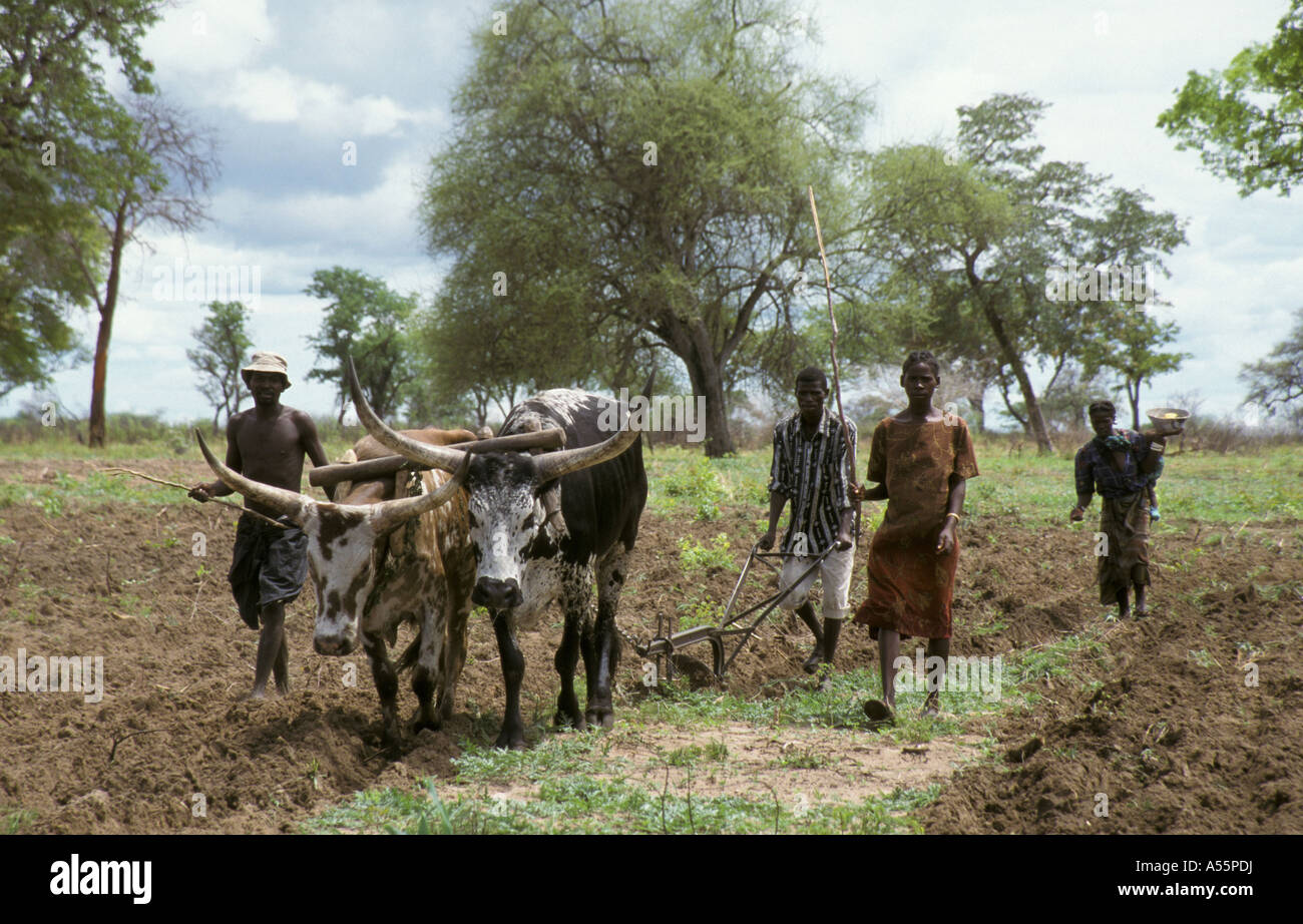 Ploughing with oxen hi-res stock photography and images - Alamy