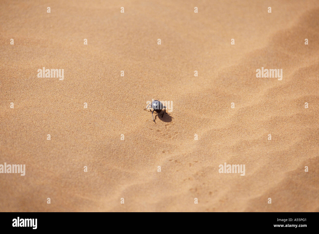 Beetle is running over wheel track Stock Photo - Alamy