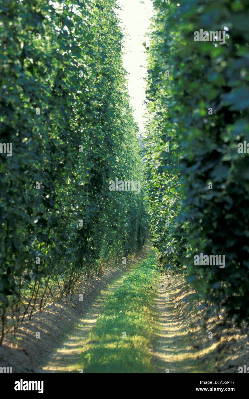 Hops at field Hallertau Bavaria Germany Stock Photo - Alamy