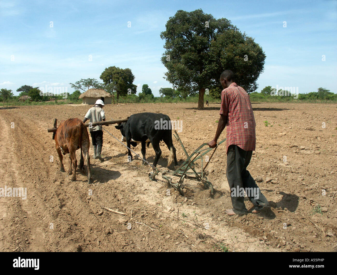 Painet is1669 zambia man mugoye ripper alternative plough plow oxen ...