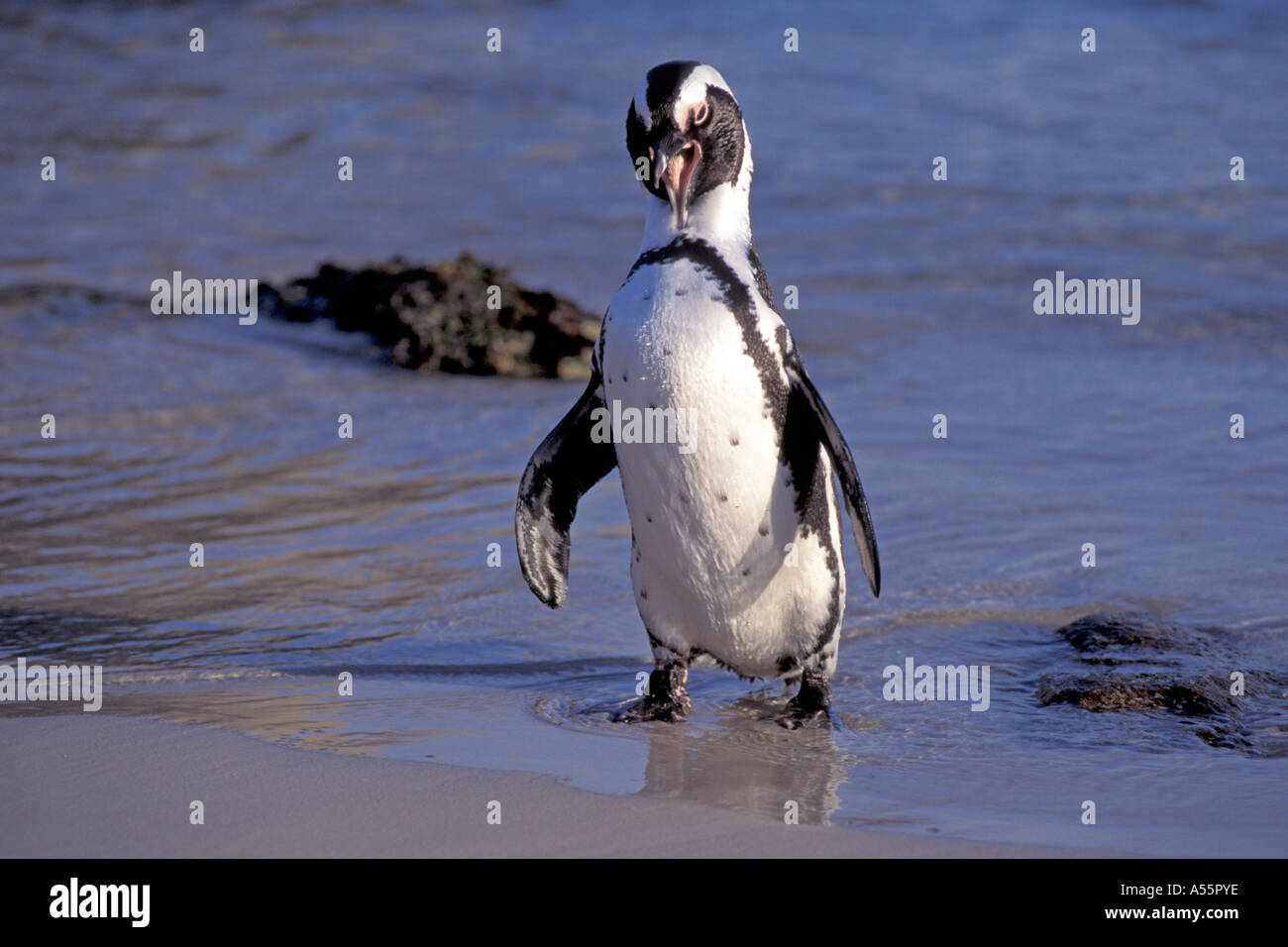 Screaming Penguin High Resolution Stock Photography and Images - Alamy