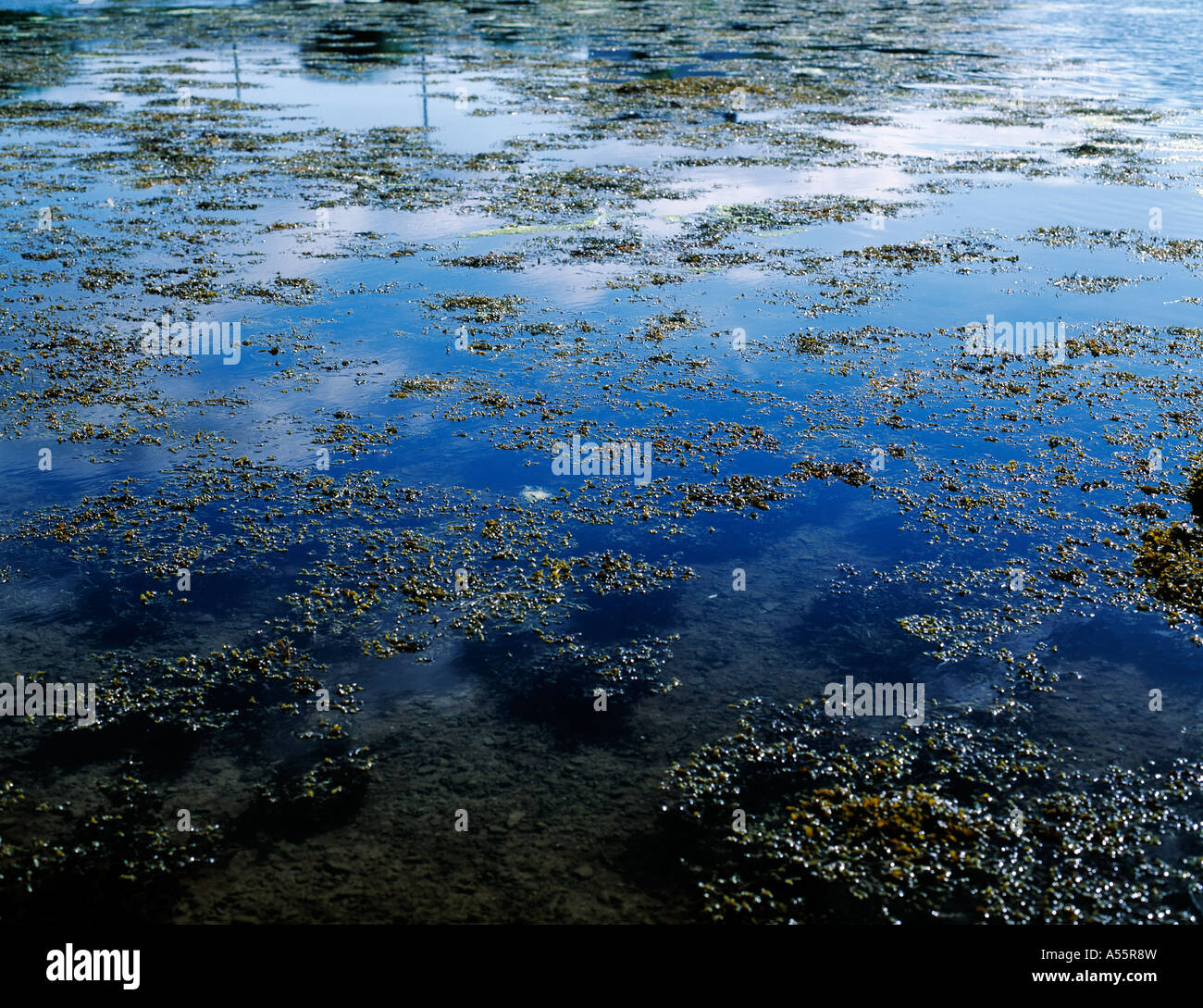 seaweed floating on the incoming atlantic tide Stock Photo - Alamy