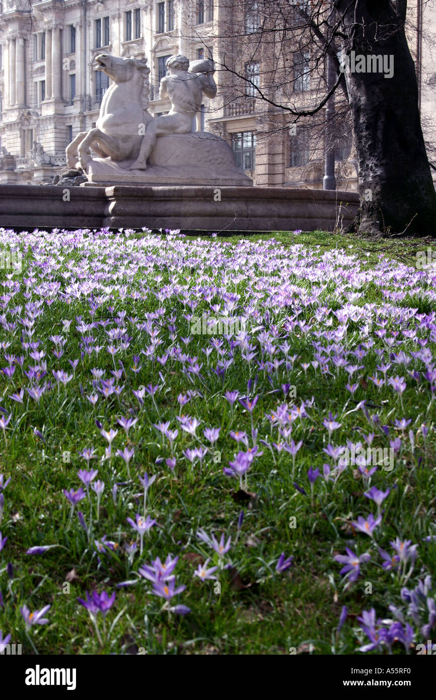 Crocus field flowering in spring Lenbachplatz Munich Bavaria Germany ...