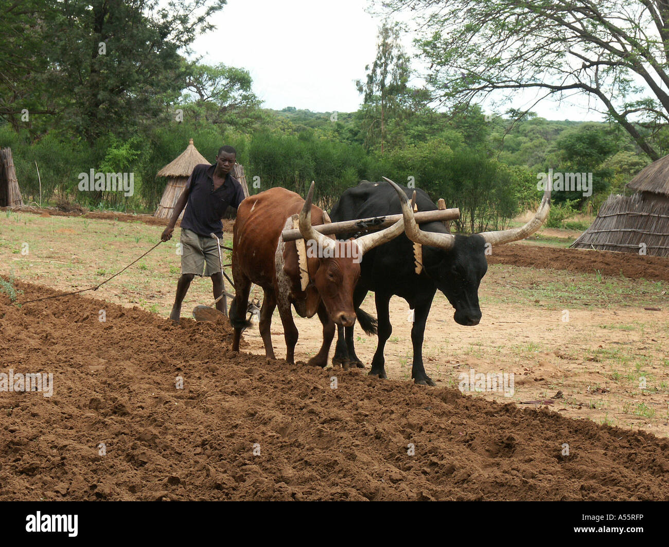 Oxen ploughing field hi-res stock photography and images - Alamy