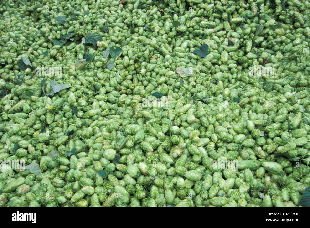 Umbels hi-res stock photography and images - Alamy