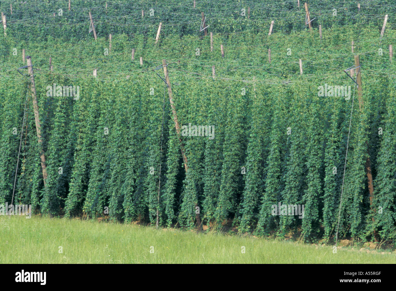 Hop field Hallertau Bavaria Germany Stock Photo - Alamy