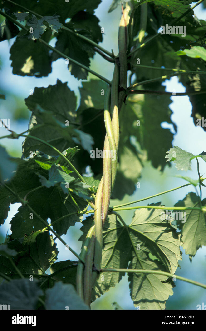 Bole hi-res stock photography and images - Alamy