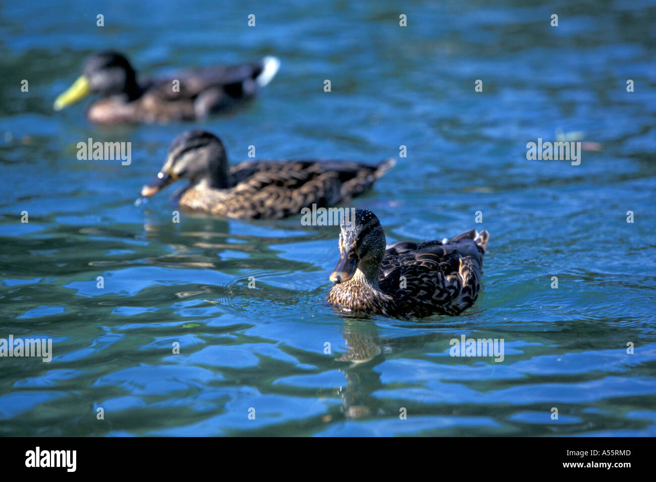 Three swimming ducks Stock Photo - Alamy