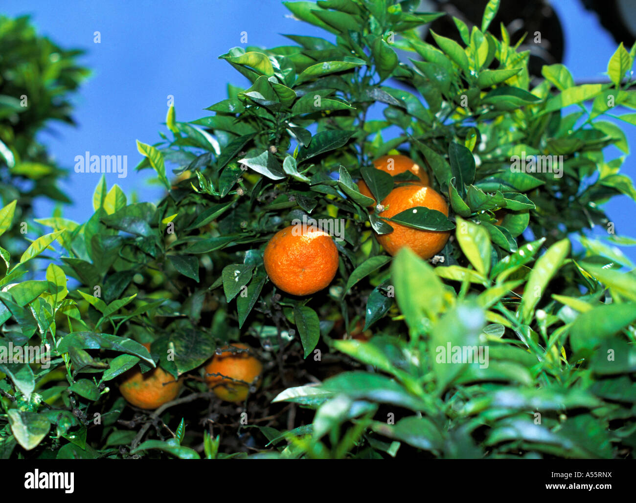 Oranges grove hi-res stock photography and images - Alamy
